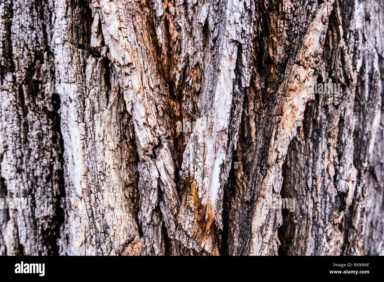 Rough textured trunk hi-res stock photography and images - Alamy