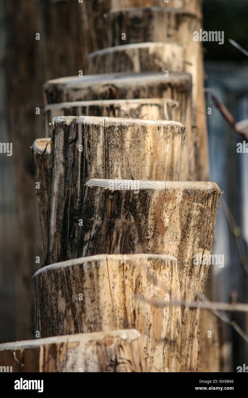 line of stumpy tree trunks Stock Photo - Alamy