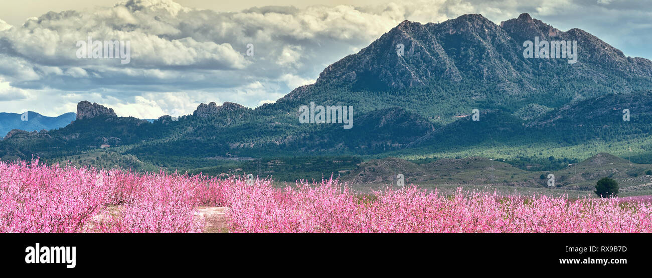 Peach fields in bloom hi-res stock photography and images - Alamy