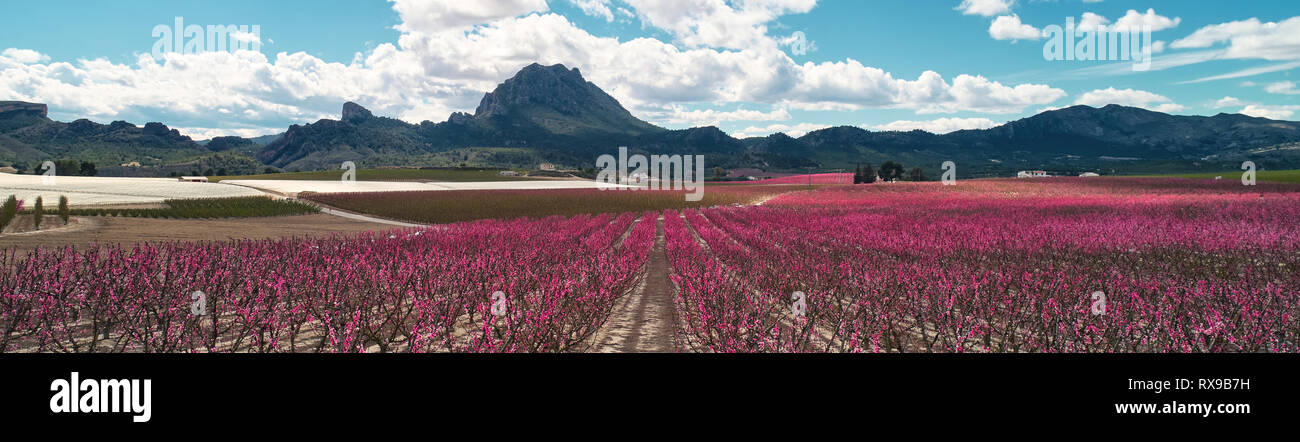 Peach fields in bloom hi-res stock photography and images - Alamy