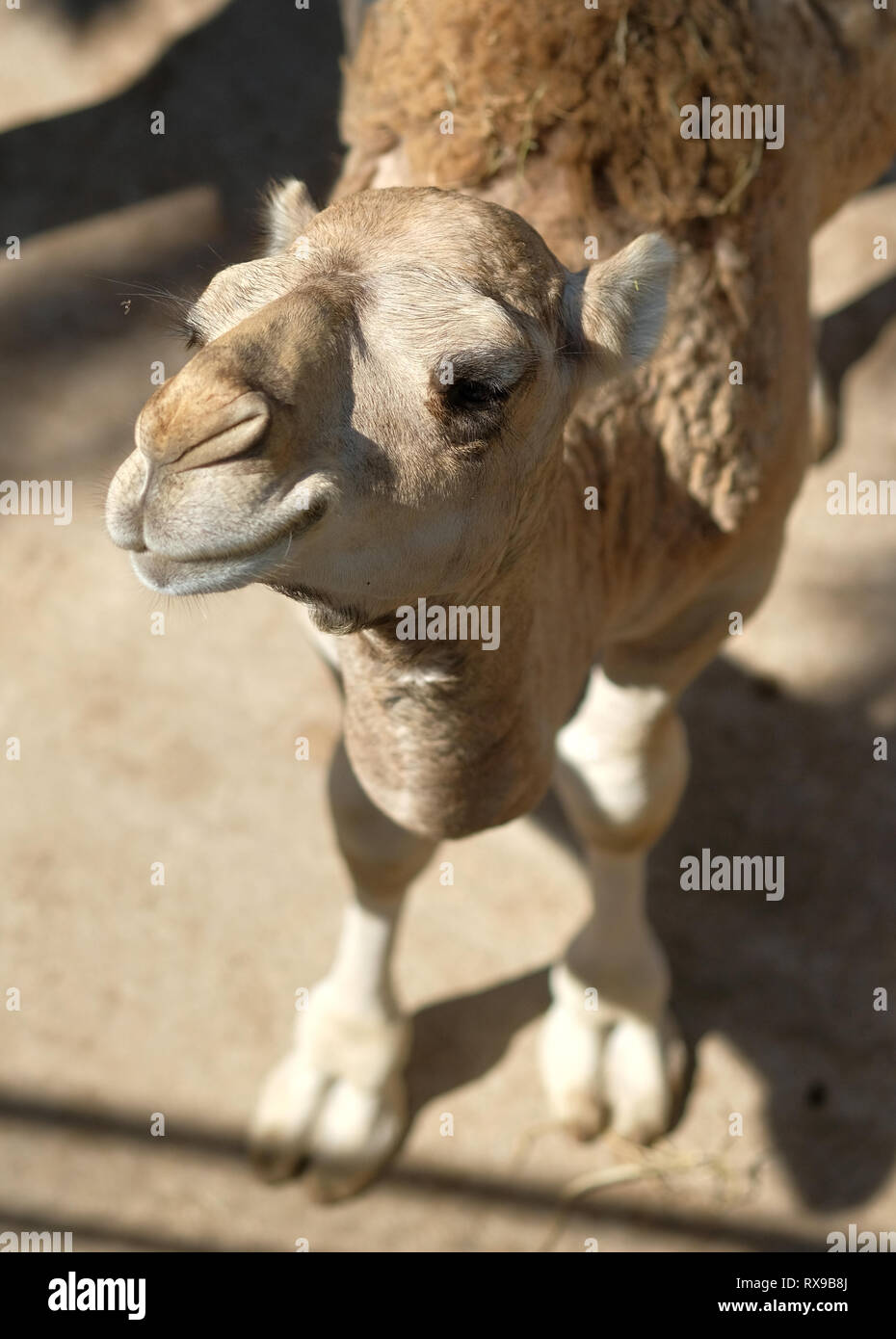 Camel safari park hi-res stock photography and images - Alamy