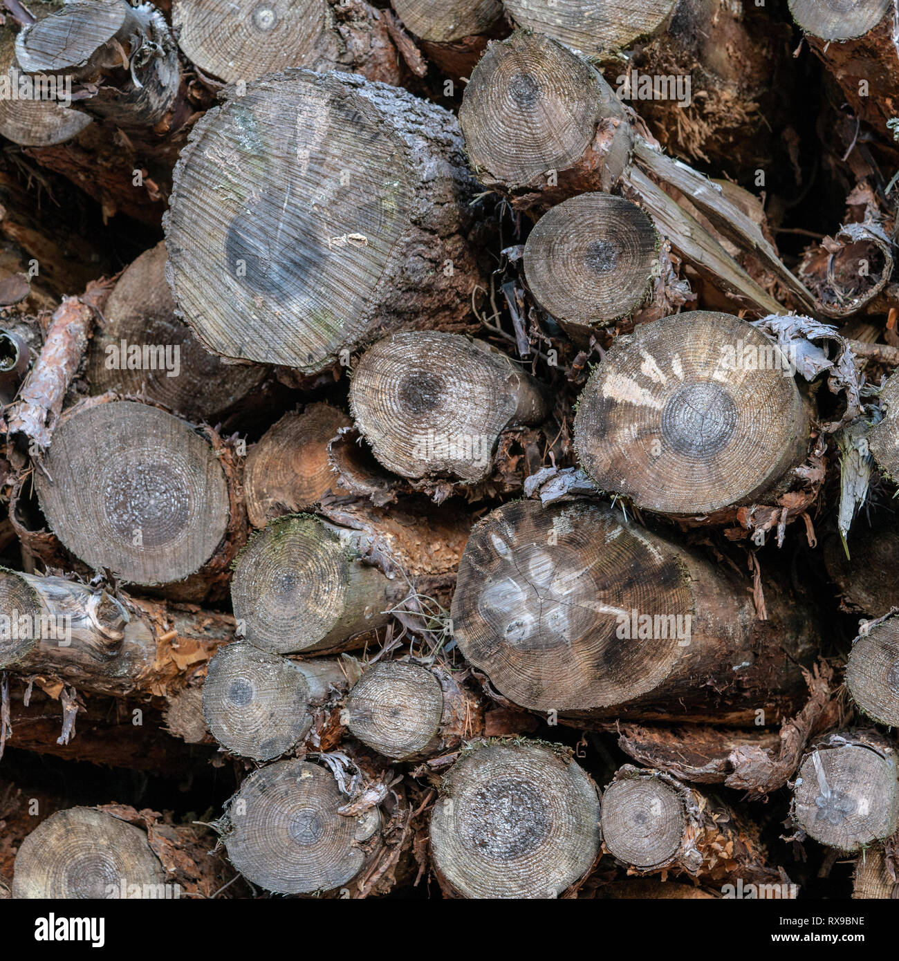 Pile of logs small hi-res stock photography and images - Alamy