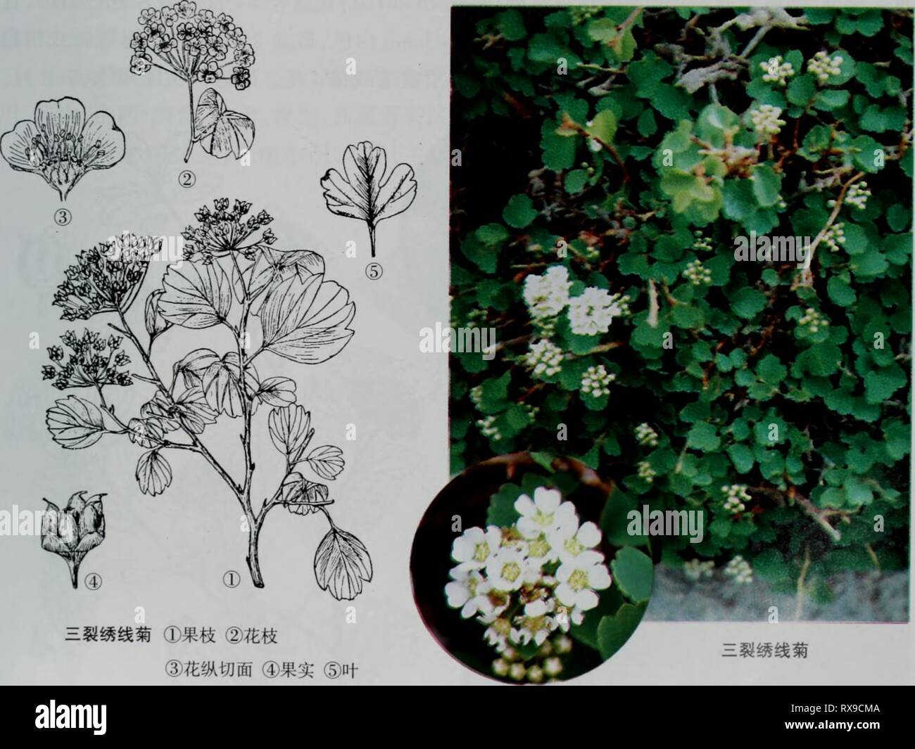 e er duo si zhi Stock Photo - Alamy