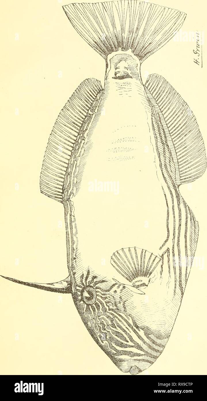 Edible fishes and crustaceans of Stock Photo - Alamy