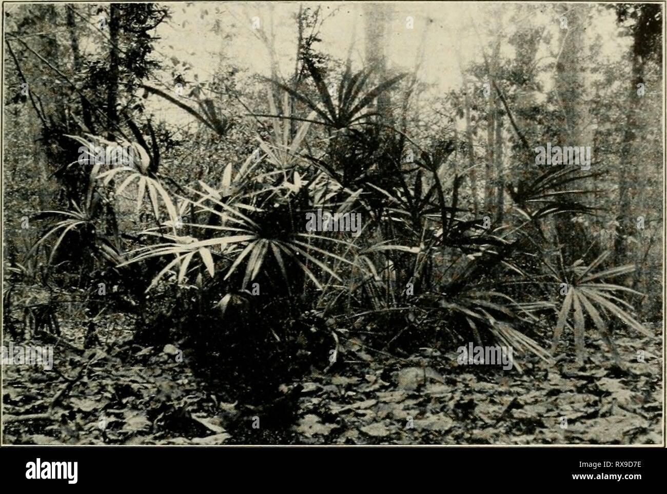 Economic botany of Alabama (1913-1928 Stock Photo - Alamy