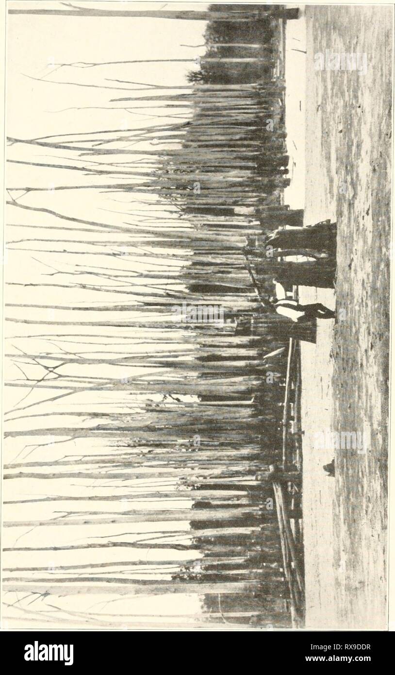 An ecological study of prairie An ecological study of prairie and ...