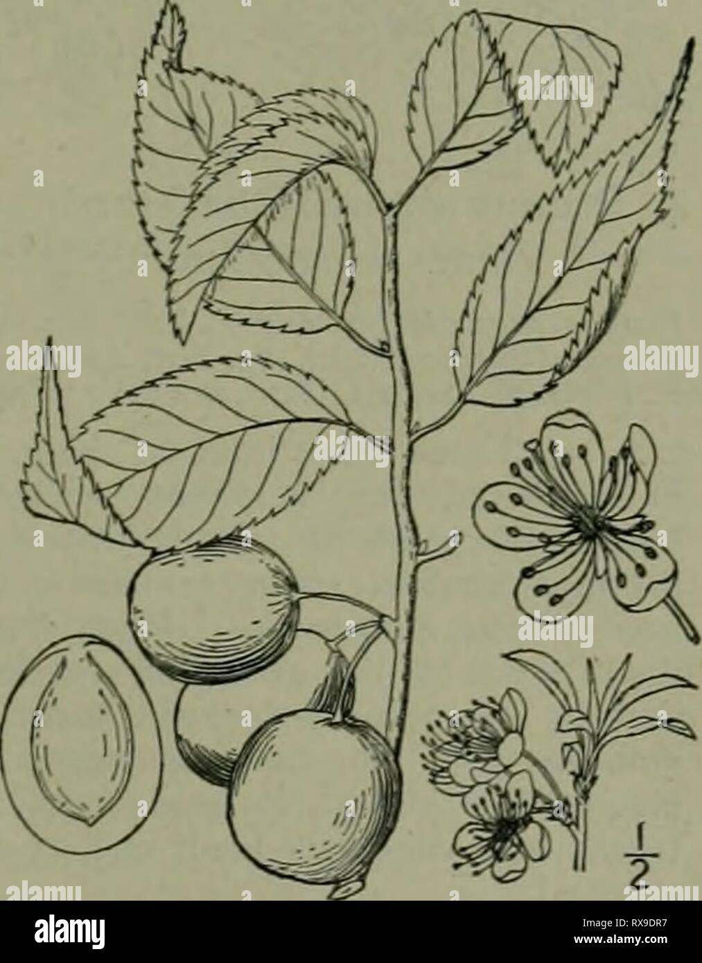 Acute orbicular leaves hi-res stock photography and images - Alamy