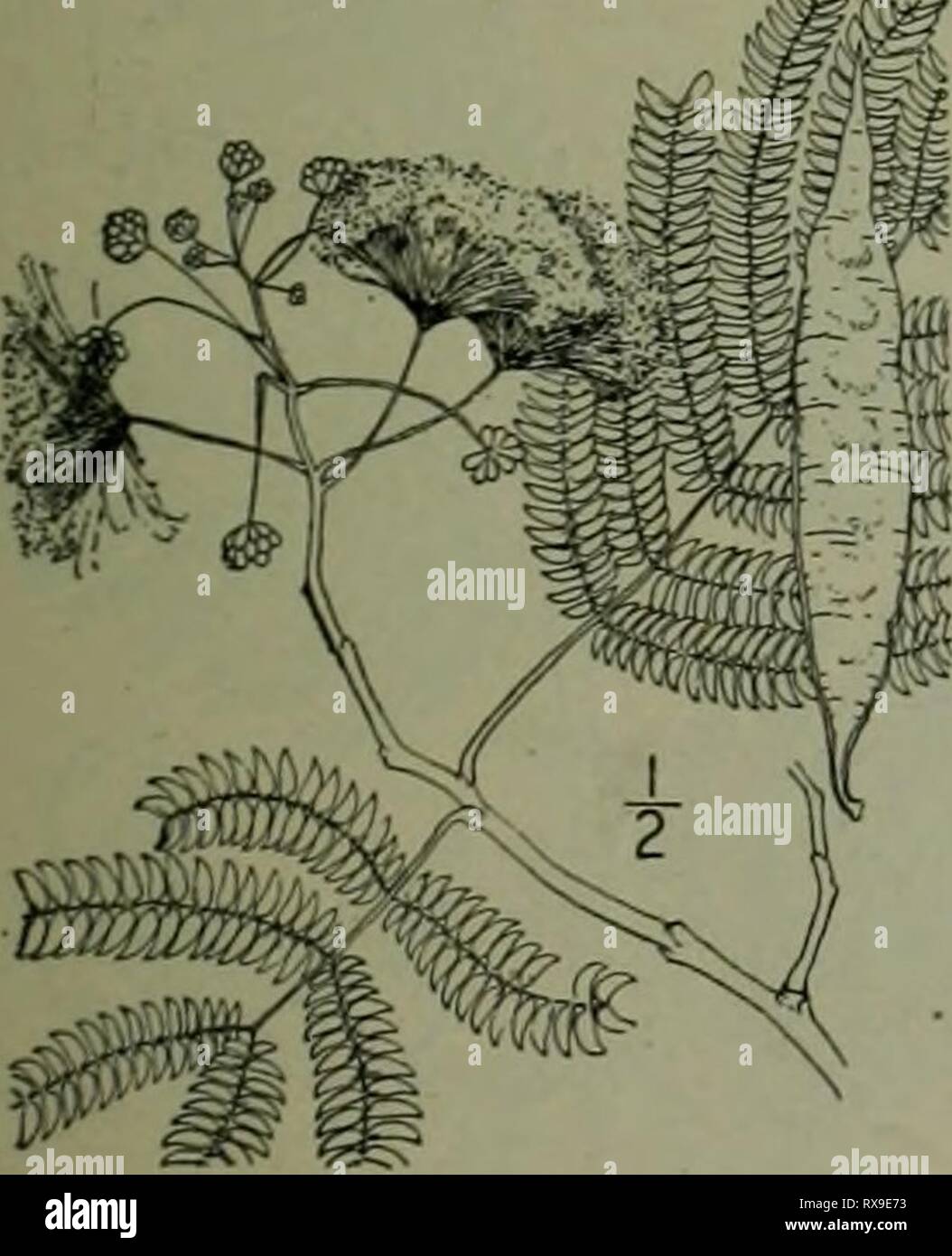 Corolla spreading hi-res stock photography and images - Alamy