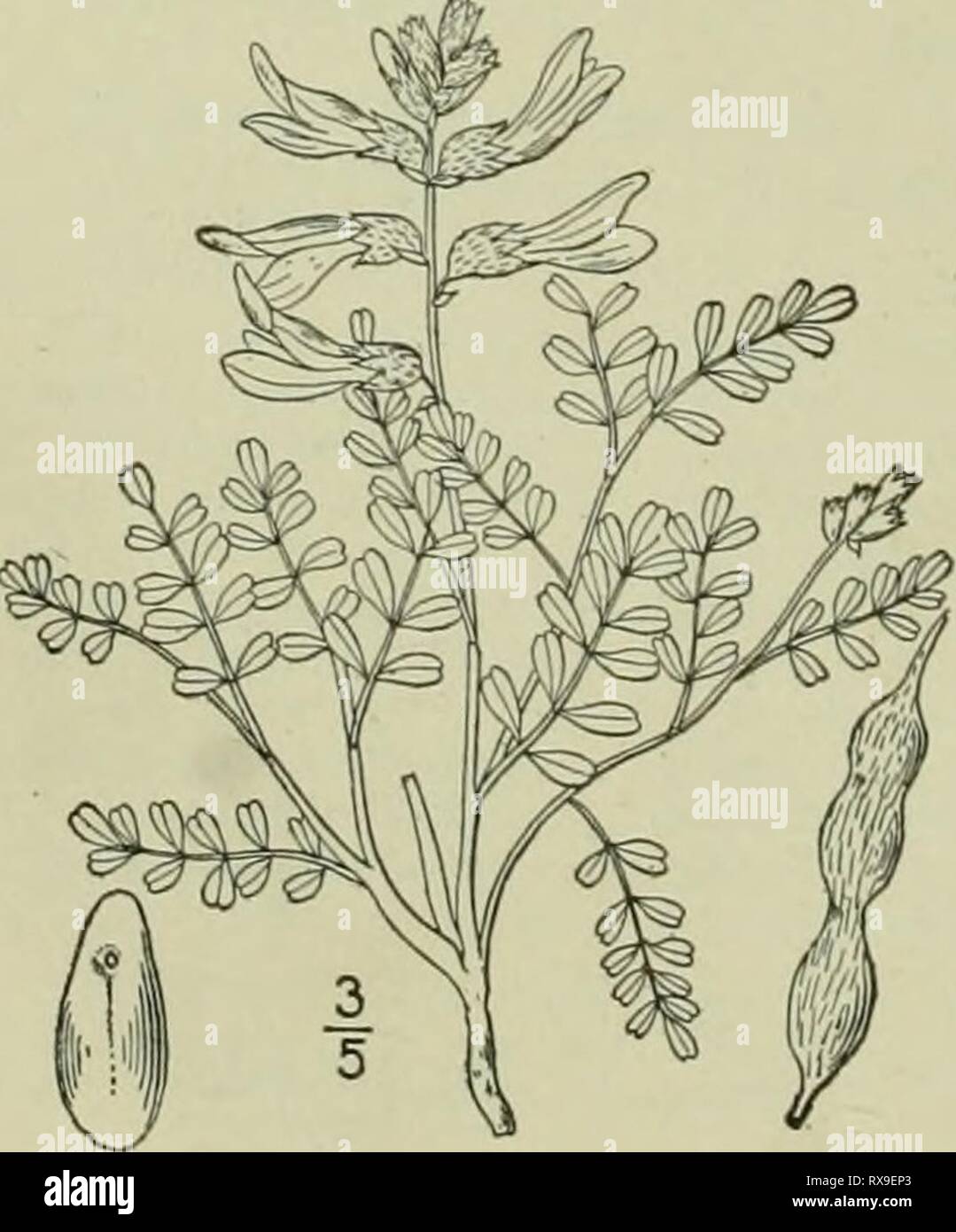 Glandular punctate hi-res stock photography and images - Alamy