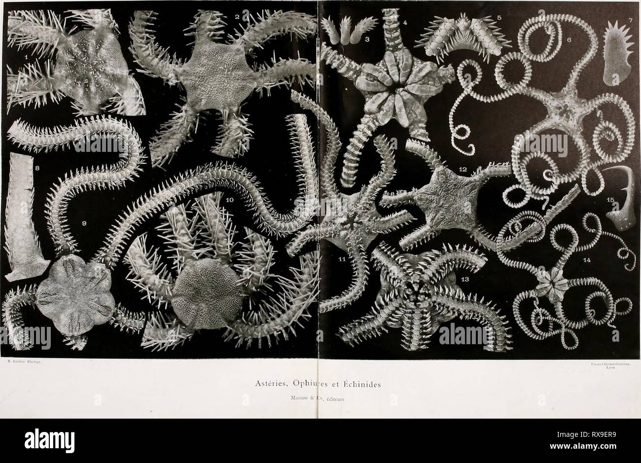 Echinodermes (astéries, ophiures et échinides Stock Photo - Alamy