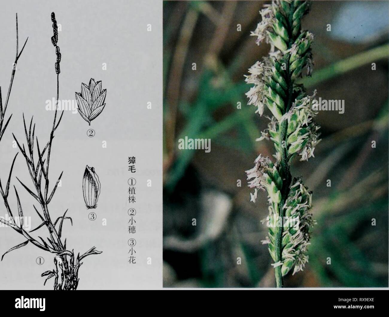 e er duo si zhi Stock Photo - Alamy