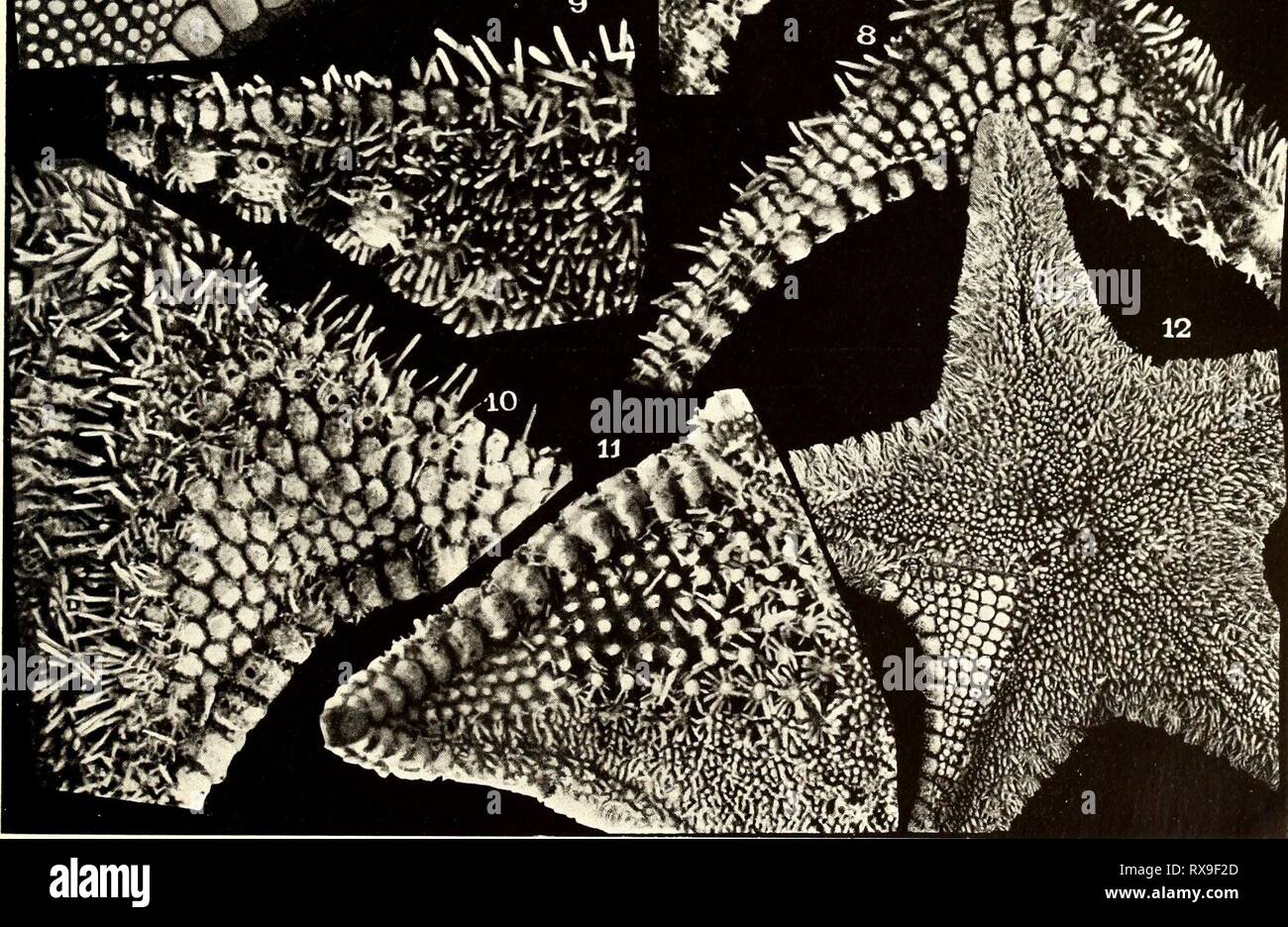 Echinodermata asteroidea (1920 Stock Photo - Alamy