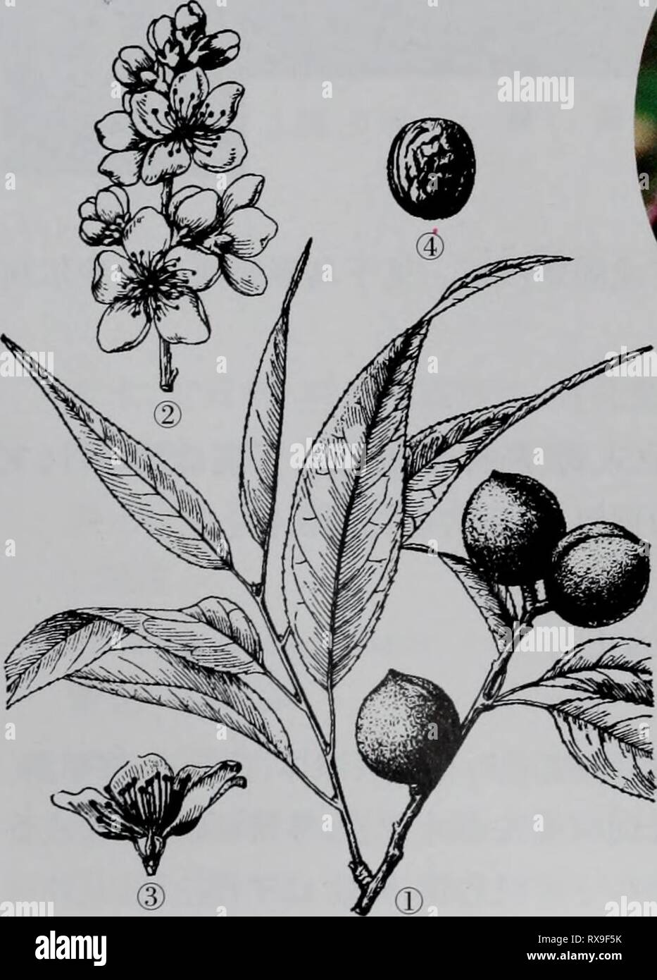 e er duo si zhi Stock Photo - Alamy