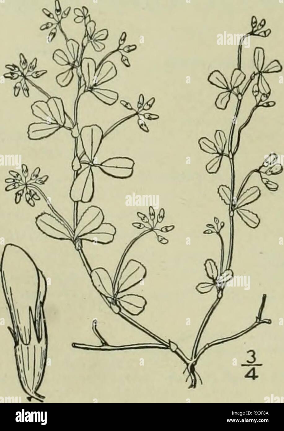 Trifolium dubium drawing hi-res stock photography and images - Alamy
