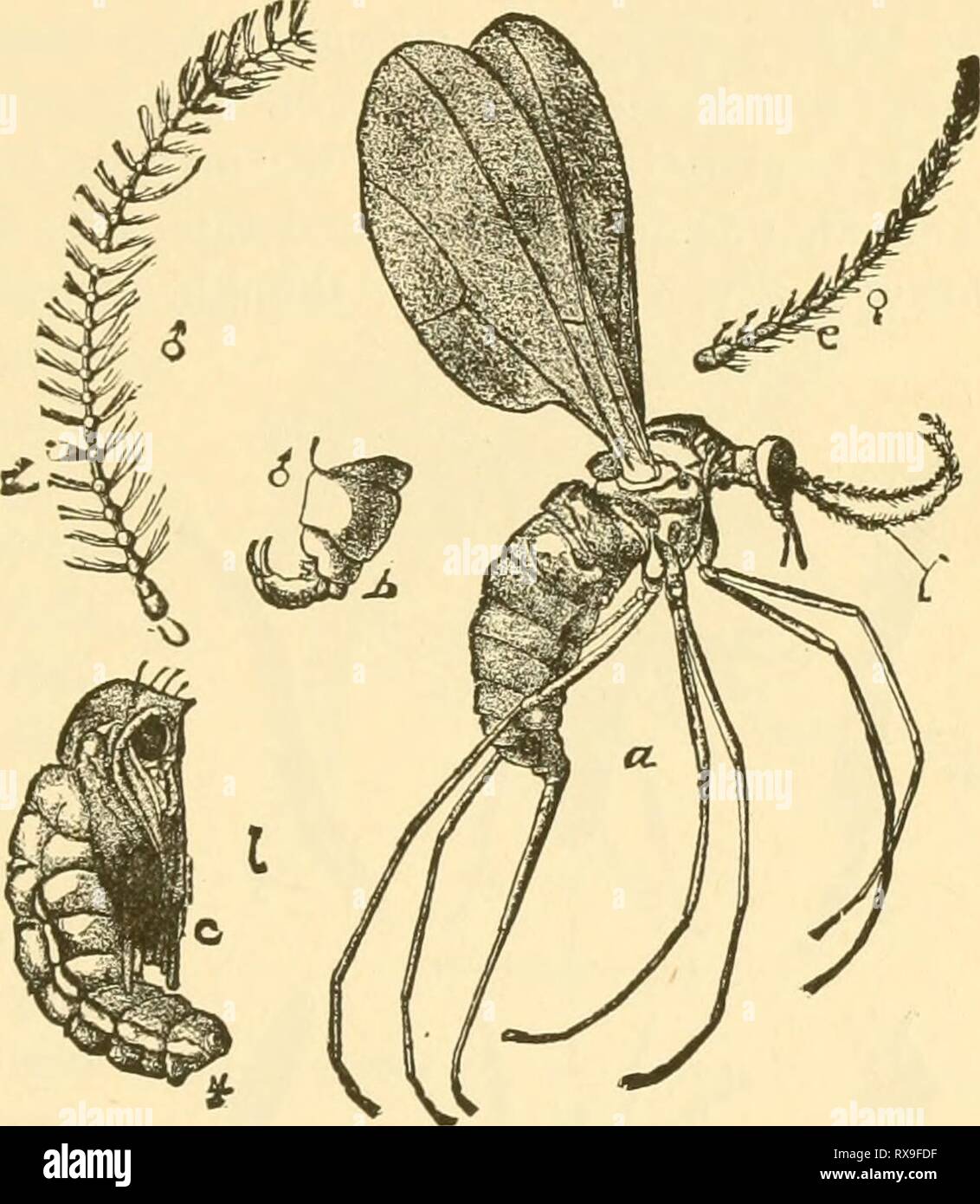 Pear midge hi-res stock photography and images - Alamy