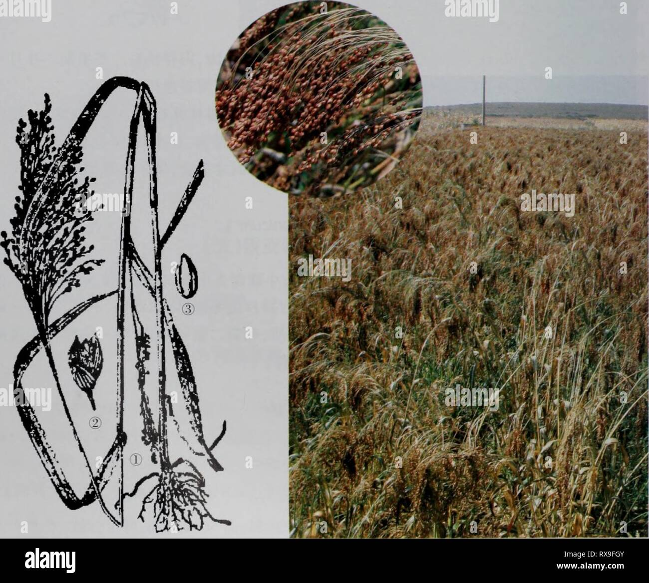 e er duo si zhi Stock Photo - Alamy