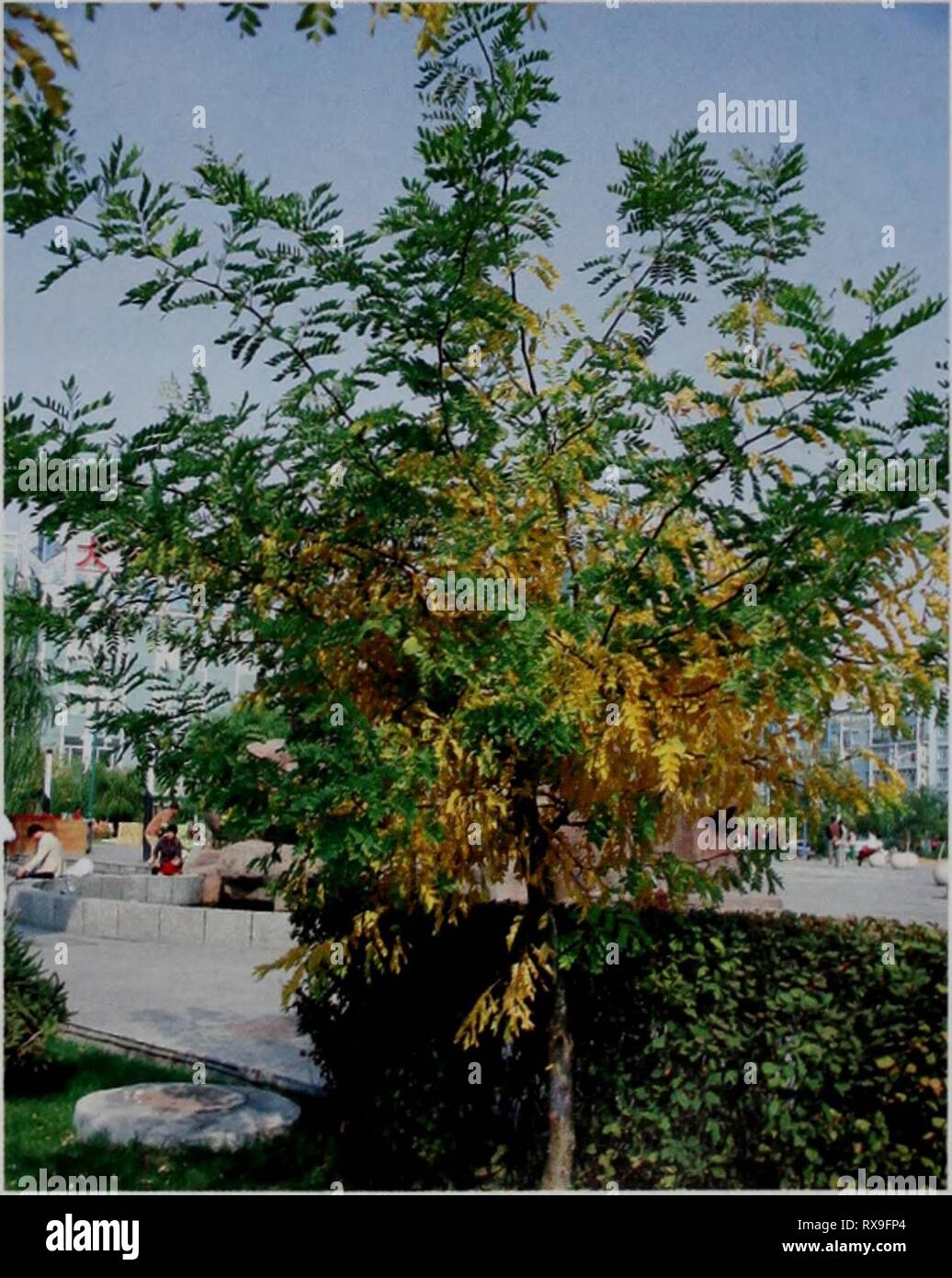 e er duo si zhi Stock Photo - Alamy