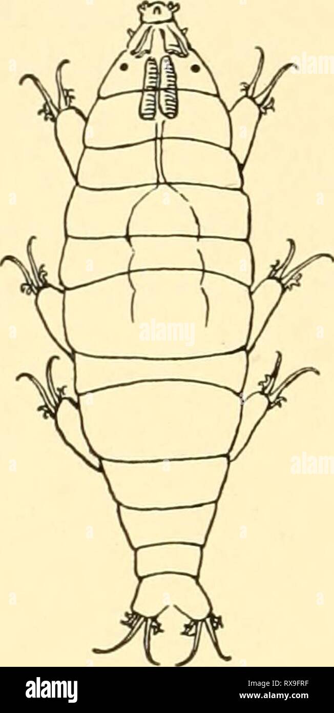 Ecological animal geography; an authorized, Ecological animal geography ...
