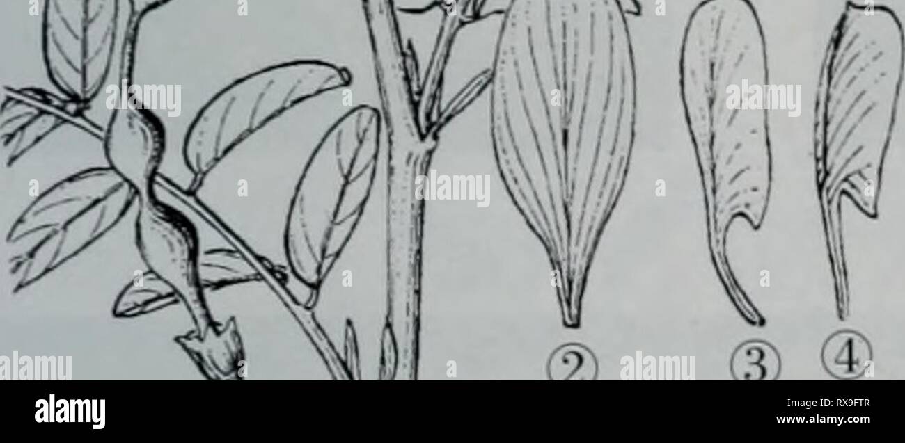 e er duo si zhi Stock Photo - Alamy