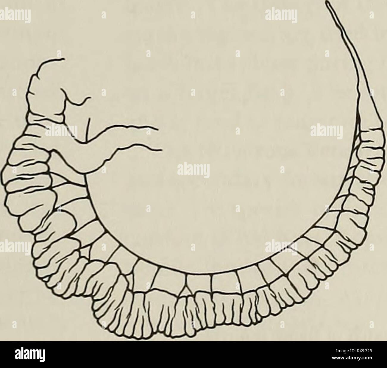 The Ecology of arboreal folivores Stock Photo - Alamy