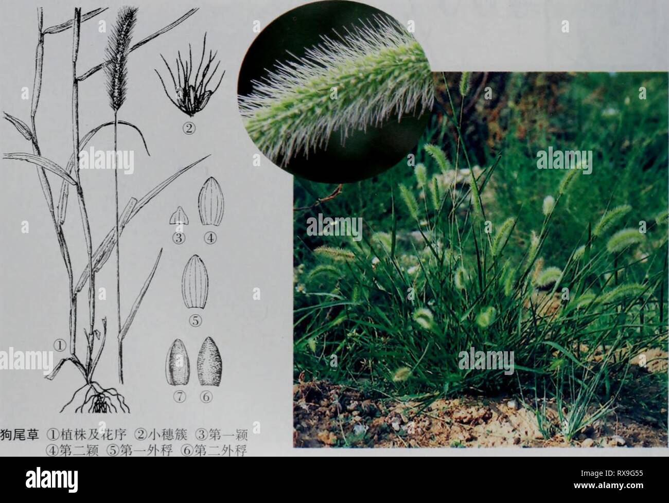 e er duo si zhi Stock Photo - Alamy