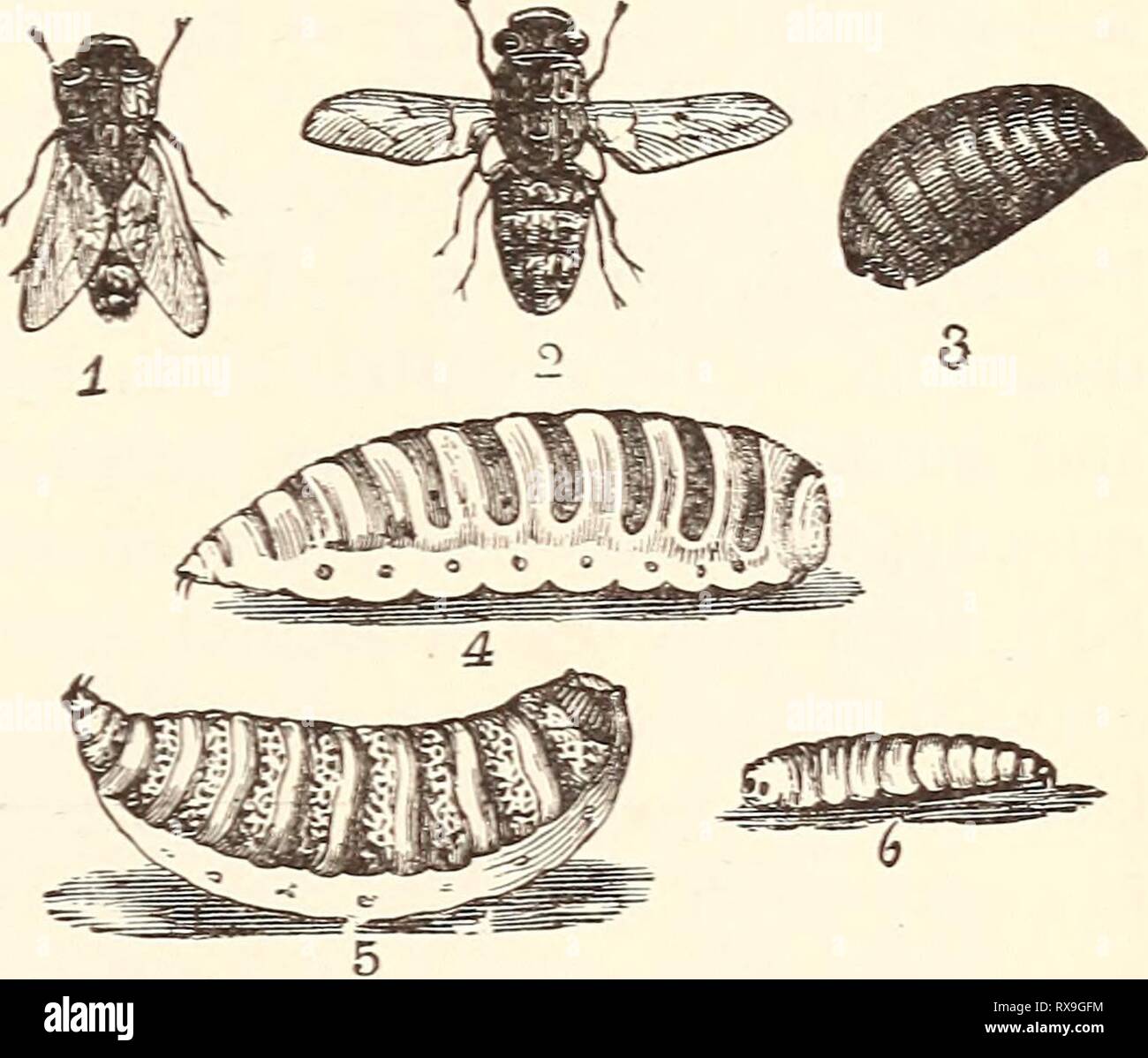 Economic entomology for the farmer Stock Photo - Alamy