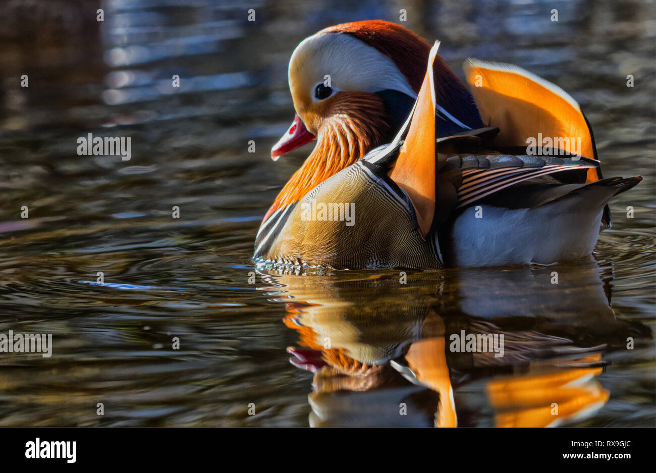 Worlds most beautiful duck hi-res stock photography and images - Alamy