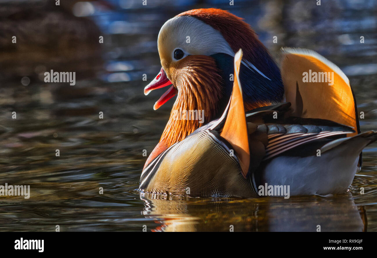 Worlds most beautiful duck hi-res stock photography and images - Alamy
