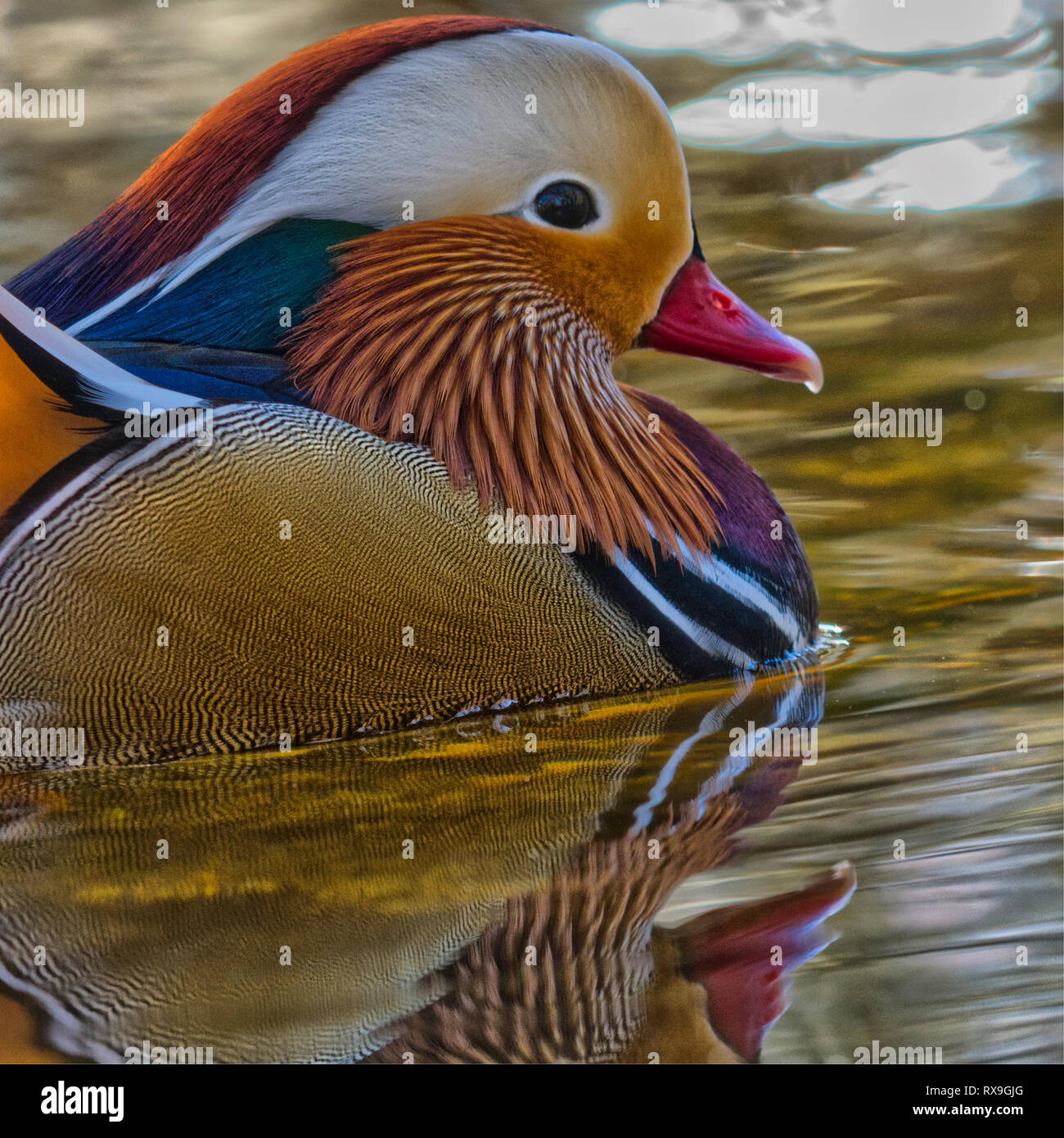Worlds most beautiful duck hi-res stock photography and images - Alamy