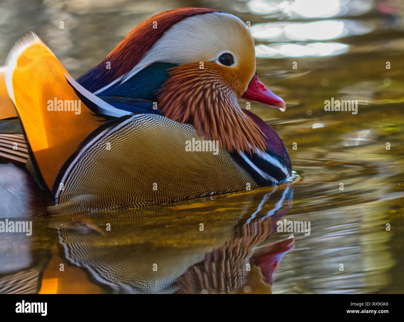 Worlds most beautiful duck hi-res stock photography and images - Alamy