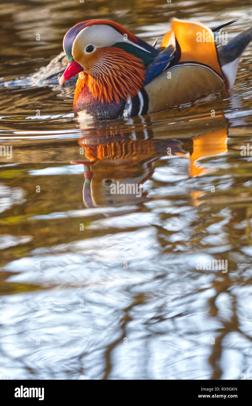 Worlds Most Beautiful Duck High Resolution Stock Photography and Images ...
