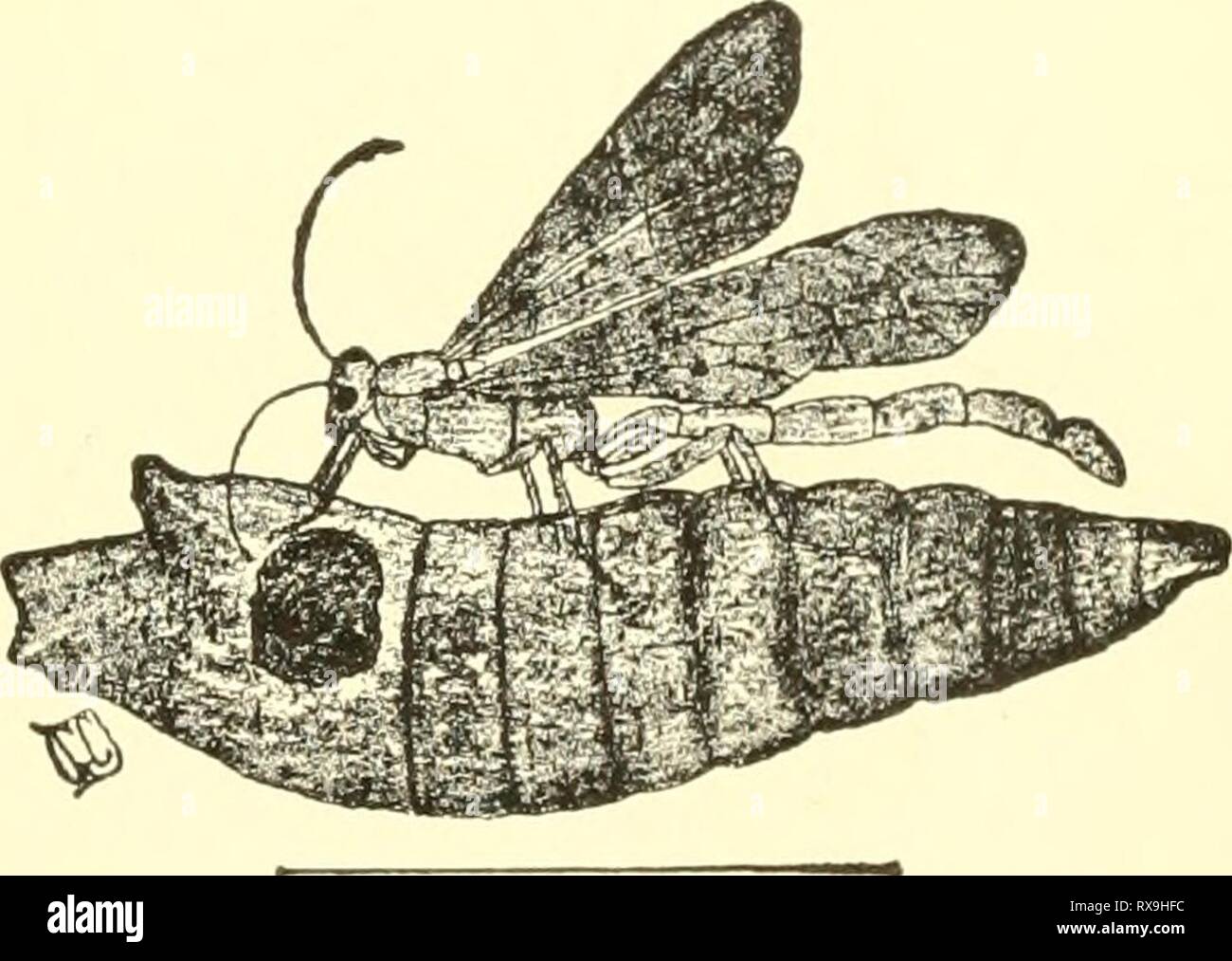 Ovipositors hi-res stock photography and images - Alamy