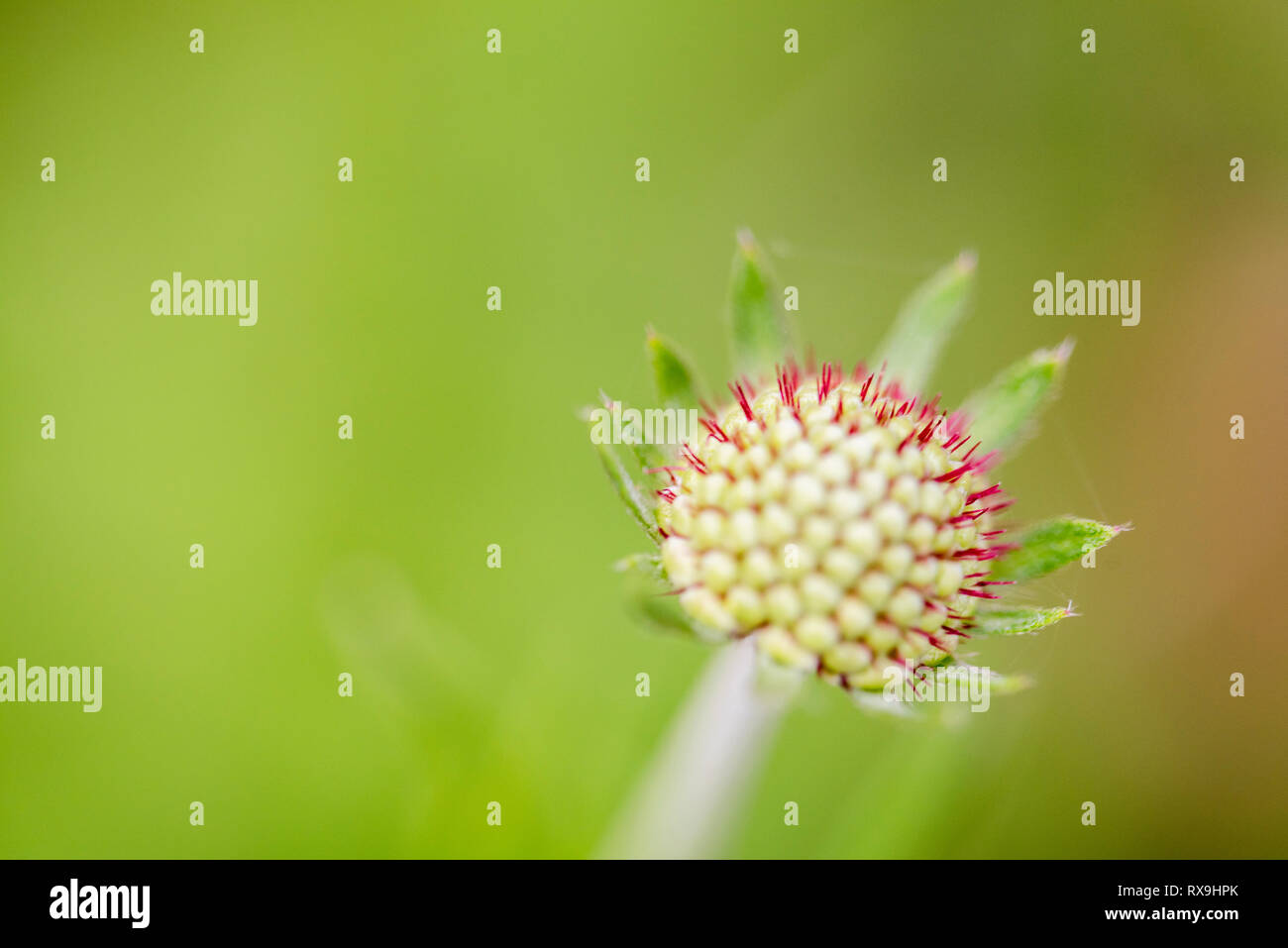 High growing petals hi-res stock photography and images - Alamy