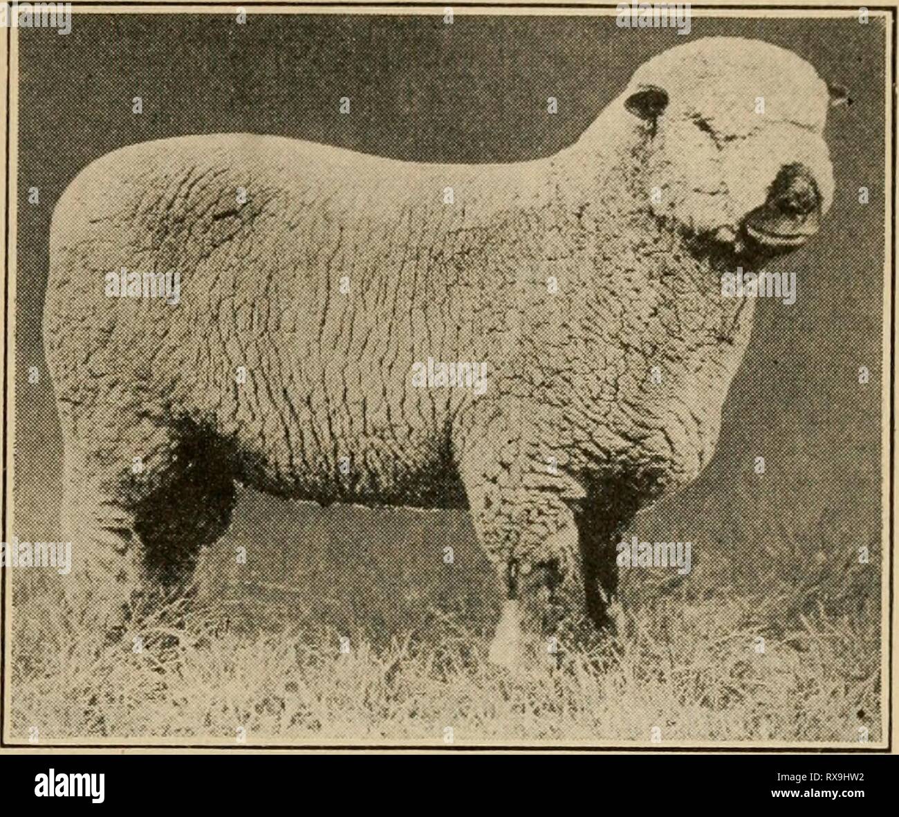 Fifty five animals hi-res stock photography and images - Alamy