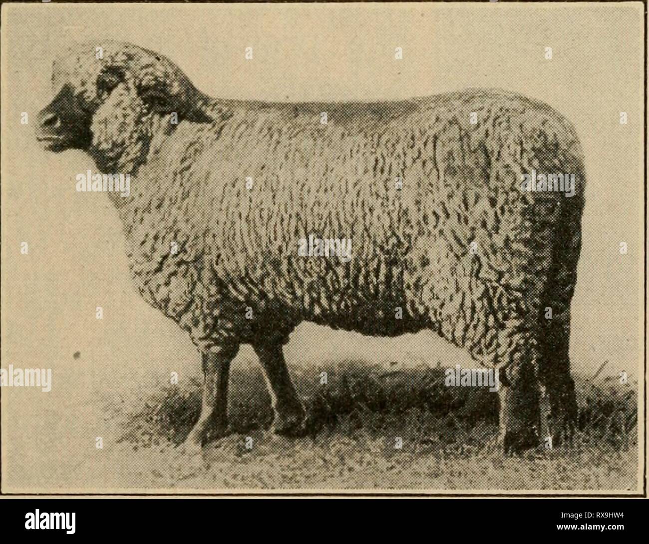 Southdown ram hi-res stock photography and images - Alamy