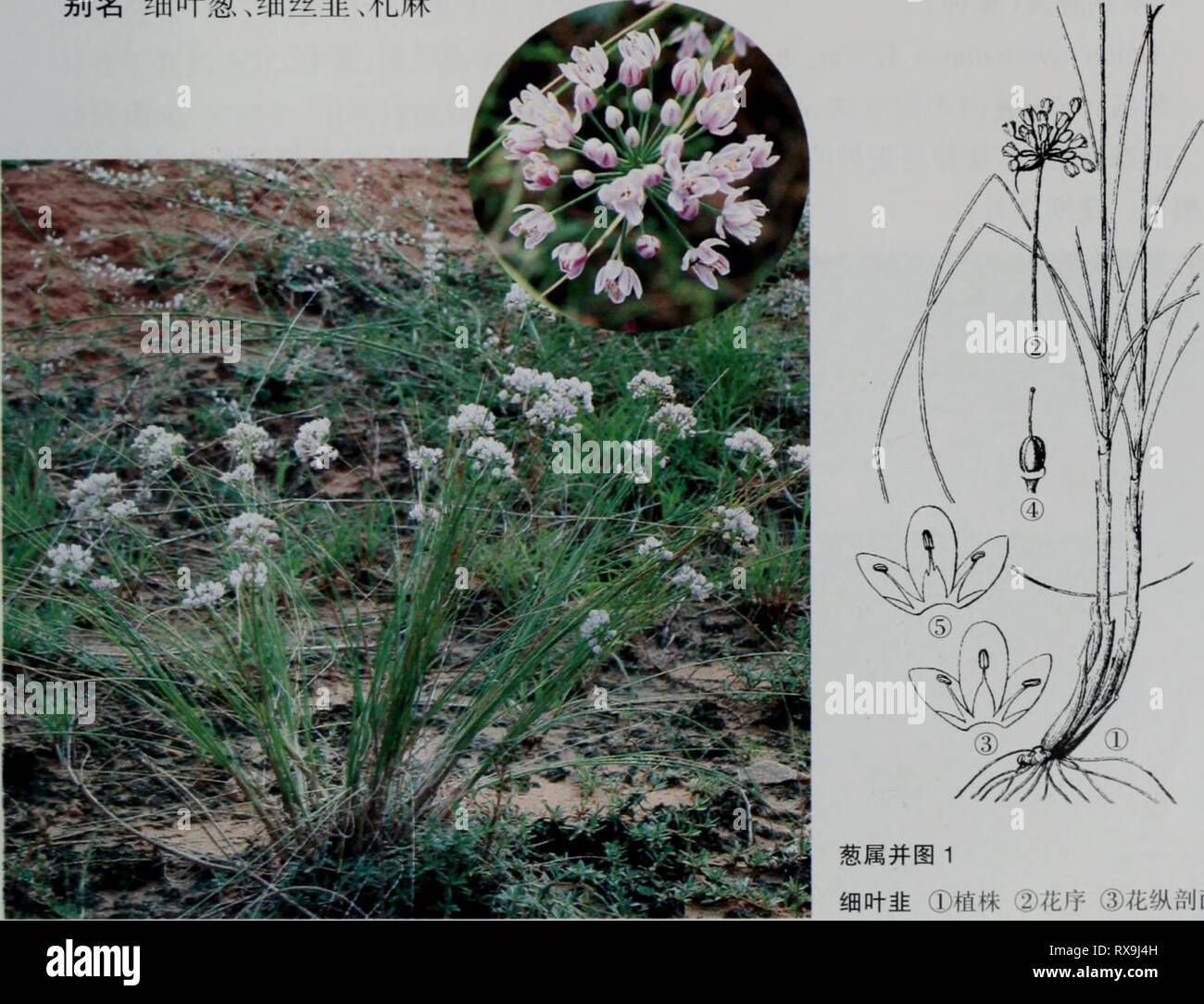 e er duo si zhi Stock Photo - Alamy