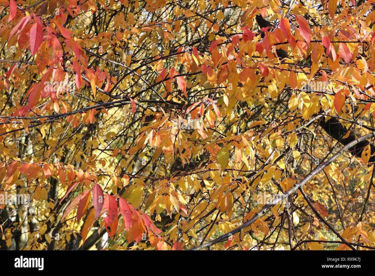 Autumnal leaves of the Japanese Cherry, Prunus serrulata Stock Photo ...