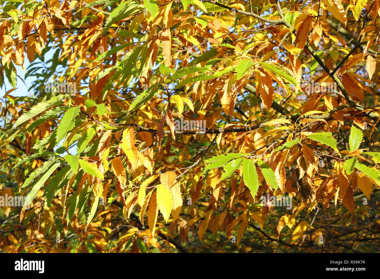 Fagus sylvatica laciniata hi-res stock photography and images - Alamy