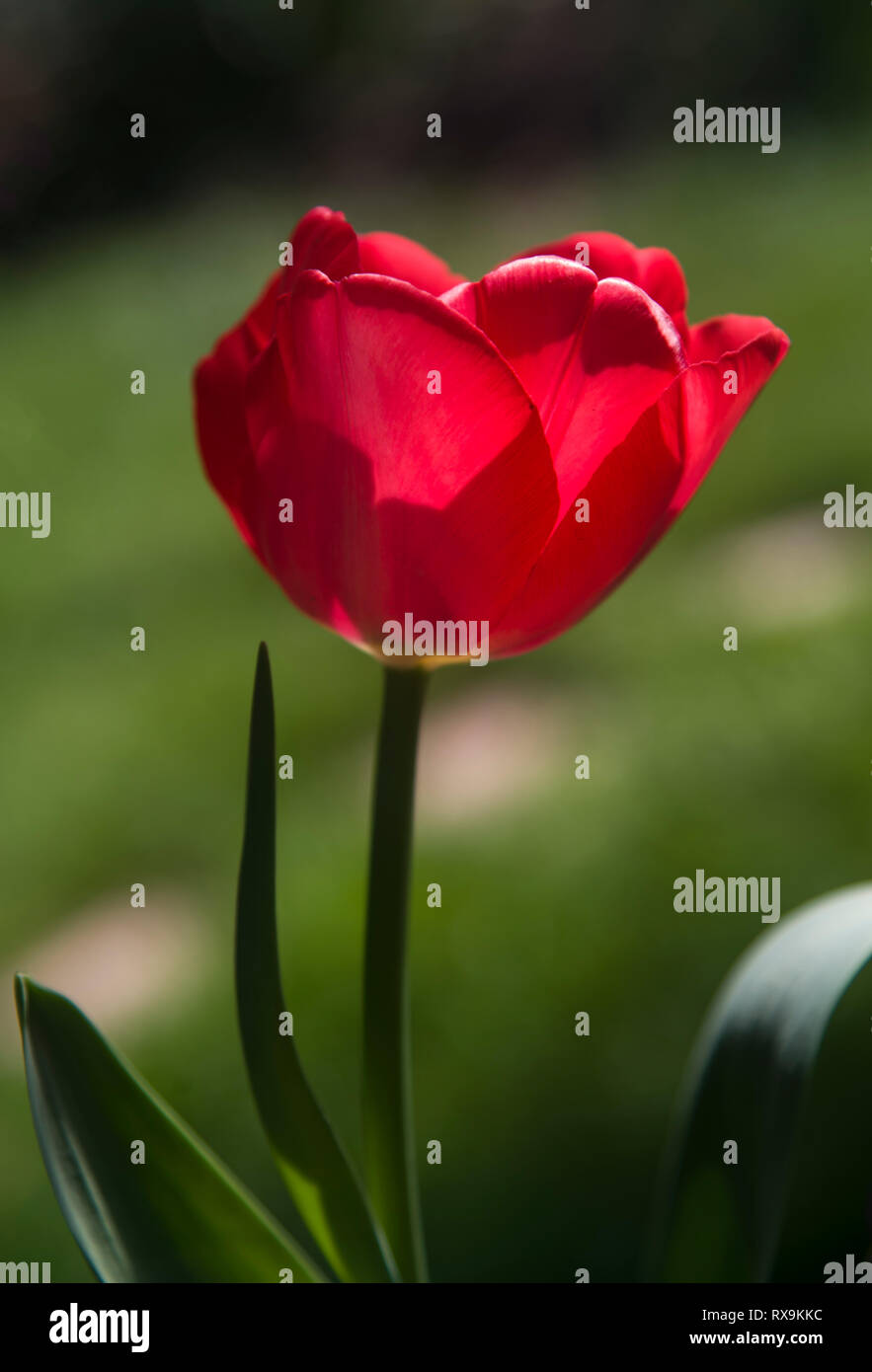 lone red tulip in the greenery of garden Stock Photo - Alamy