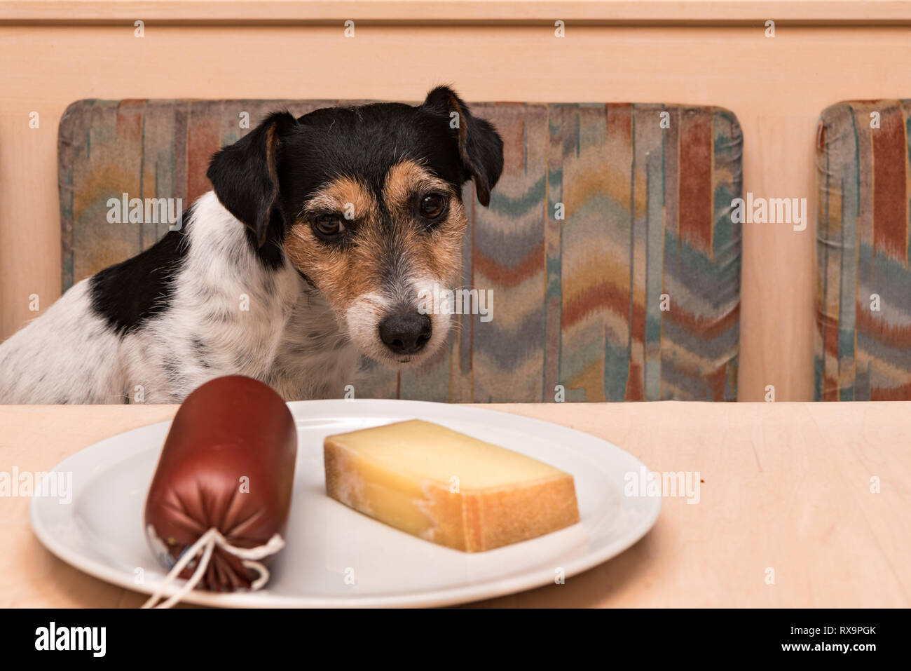 Jack russell sitting at table in kitchen in front of sausage and cheese ...