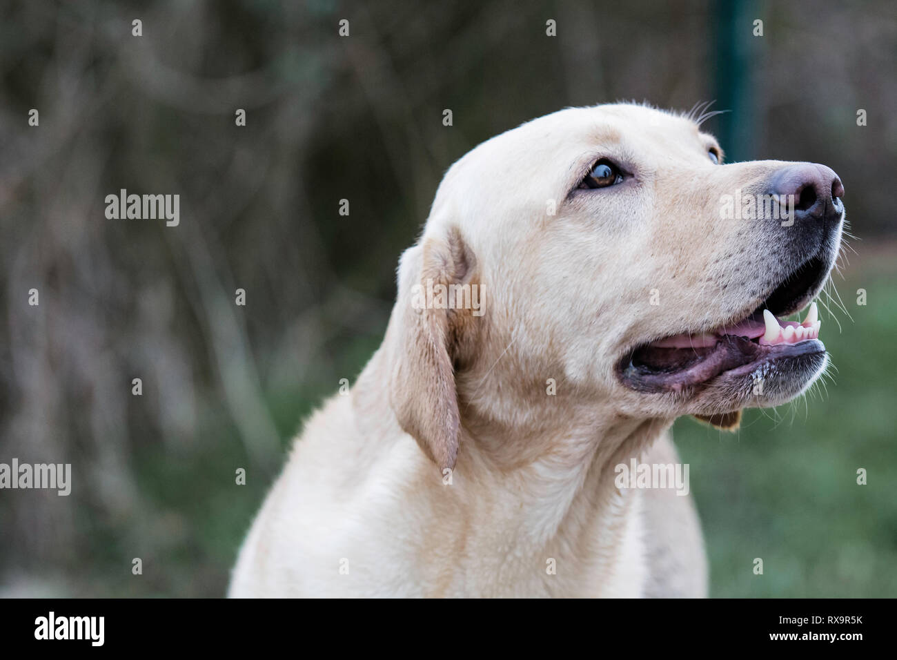 head shot of golden labrador Stock Photo - Alamy