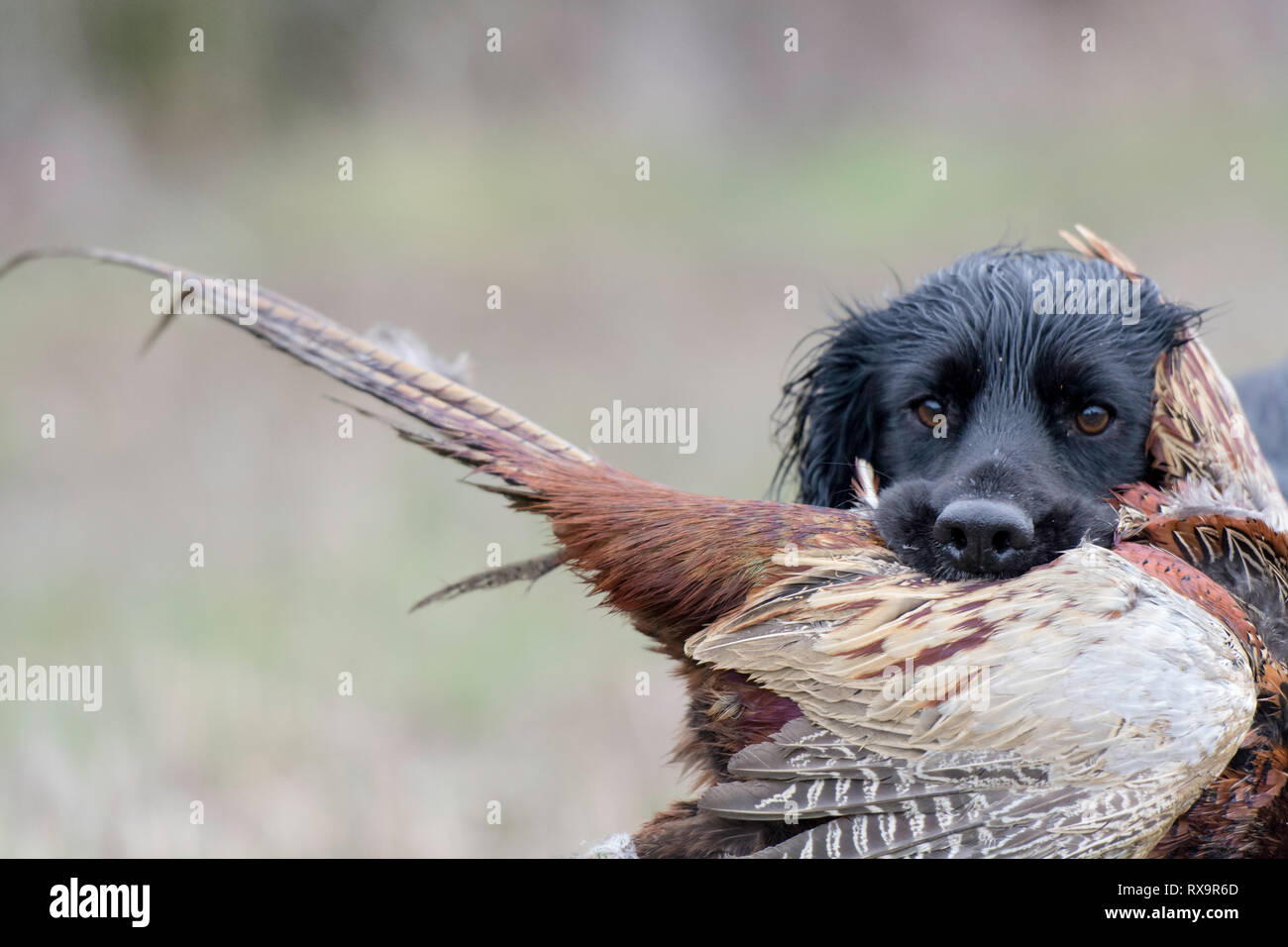 Pheasant beating hi-res stock photography and images - Alamy