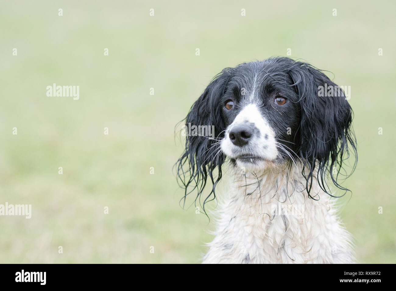 Black and white springer spaniel hi-res stock photography and images ...