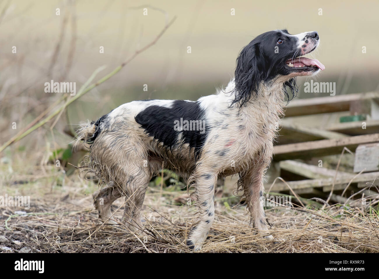 Black and white springer spaniel hi-res stock photography and images ...