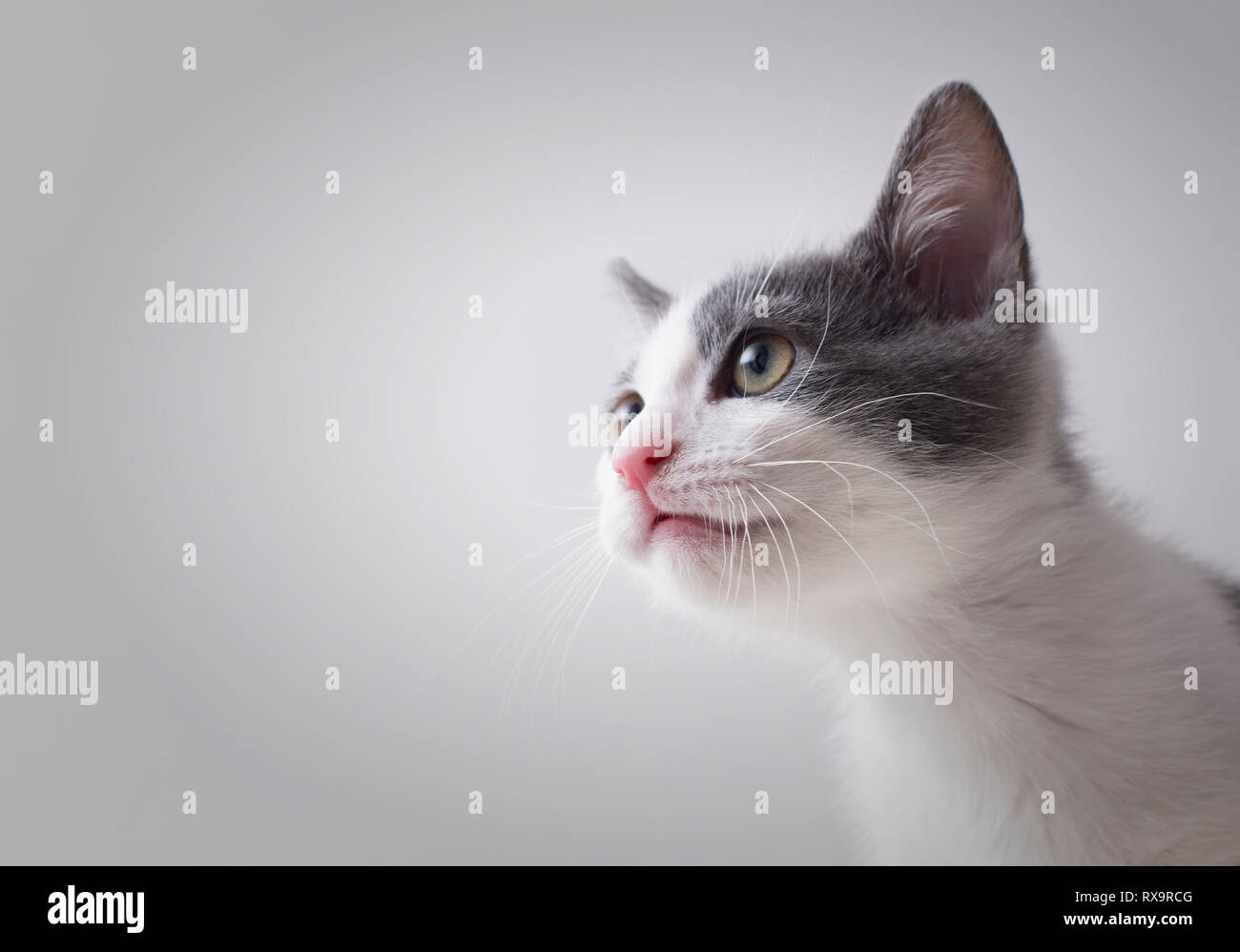 Low angle view of cat looking away while sitting against white ...