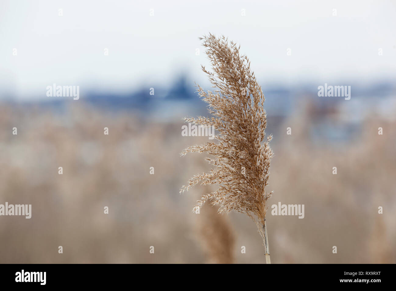 Wispy grass hi-res stock photography and images - Alamy