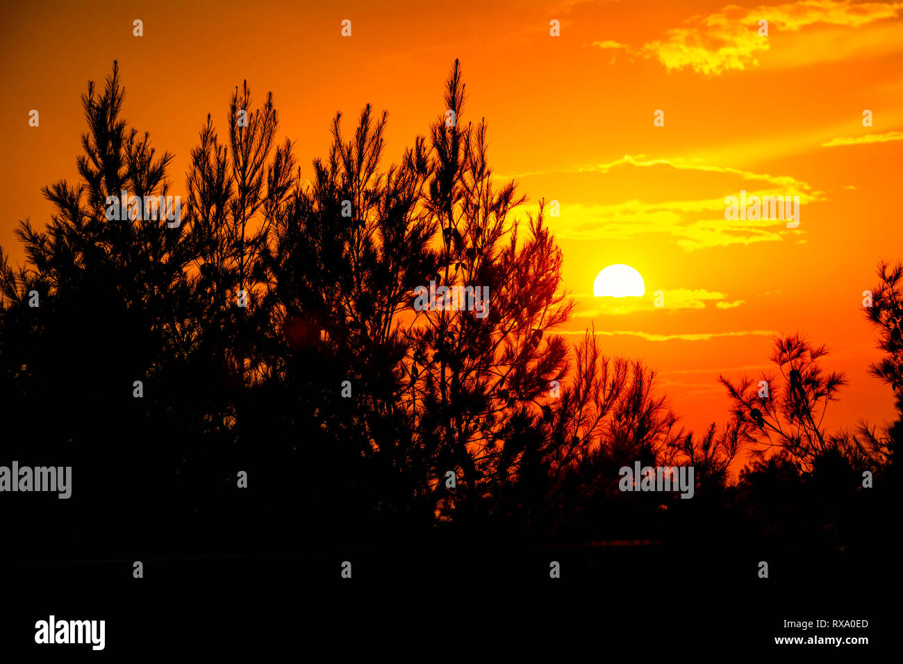Golden sun and clouds behind tree - Sunset golden hour over evergreen ...