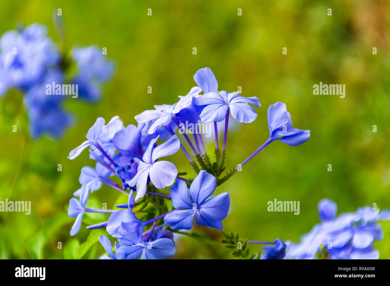 Close up of blue purple flower Stock Photo - Alamy
