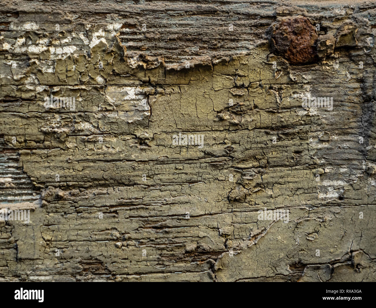 background - texture, old rotten wooden table covered by green mold ...
