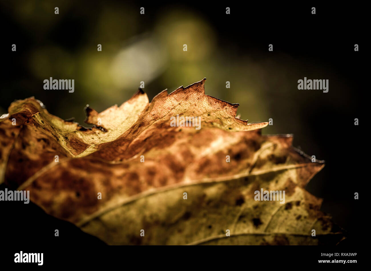 Vine leaf vein hi-res stock photography and images - Alamy
